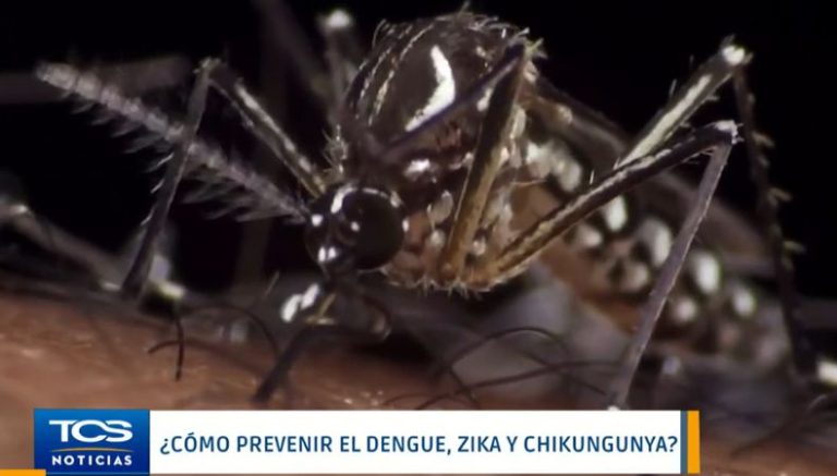 ¿Cómo prevenir el dengue, zika y chikungunya?
