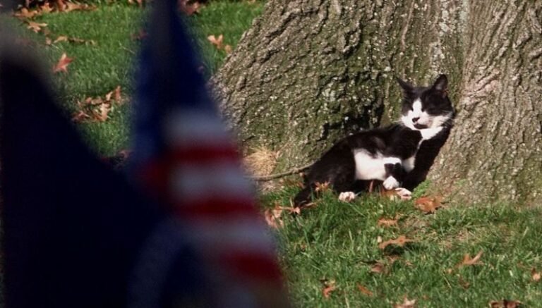 ¿Qué tiene que ver el día del gato con Bill Clinton?