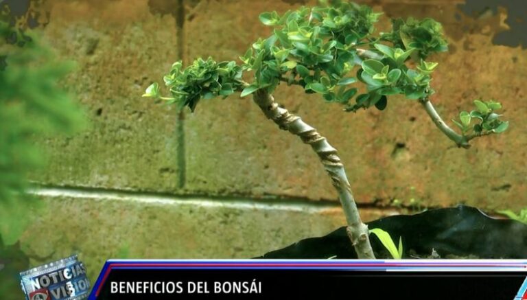 ¡El arte del bonsái y sus técnicas de preservación milenarias!