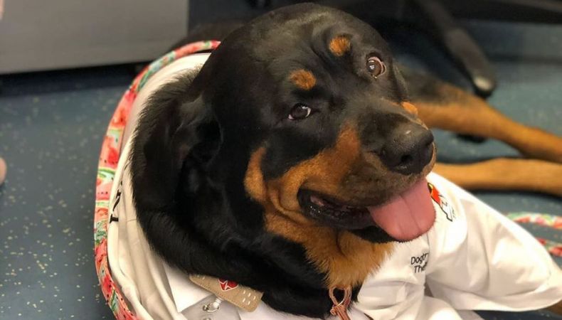 ¡Loki, la perrita "dogtora" que cura con su amor!