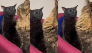 ¿Cómo nació el meme del gato negro “disociado” de TikTok?