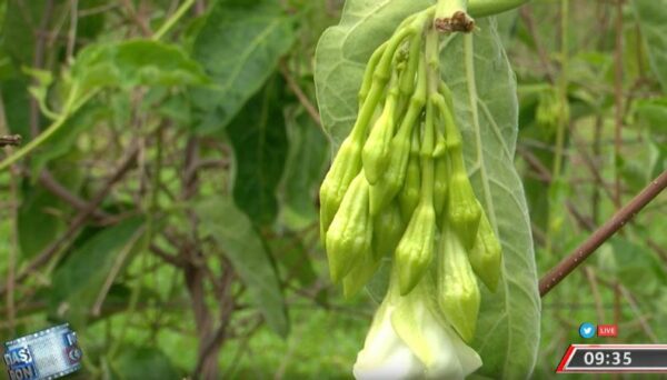 ¡El loroco, una delicia culinaria para paladares exclusivos!