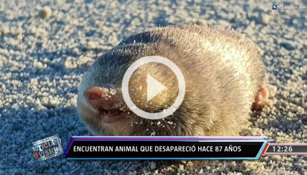 Encuentran a un animal que se creía extinto desde hace 87 años