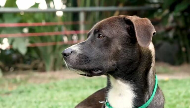 ¿Cómo es tener un perro criollo?