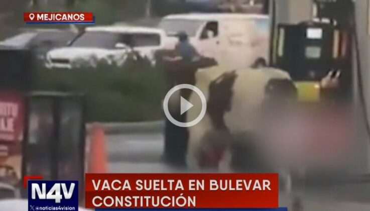 Video ¡vaca Deambulando Por Las Calles Del Bulevar Constitución 5424