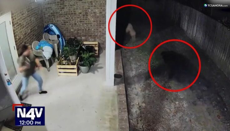 [Video] ¡De terror! Oso persigue a un perrito en Estados Unidos
