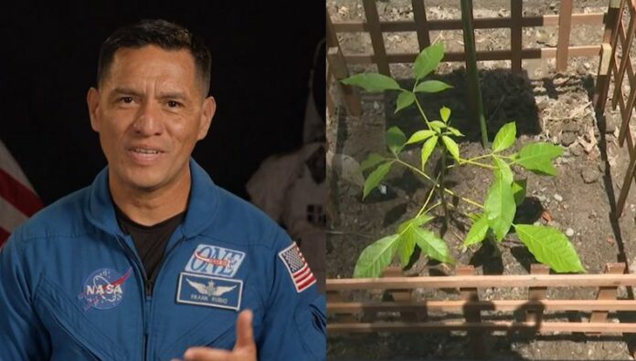 ¡Germina semilla que estuvo en el espacio con Frank Rubio!