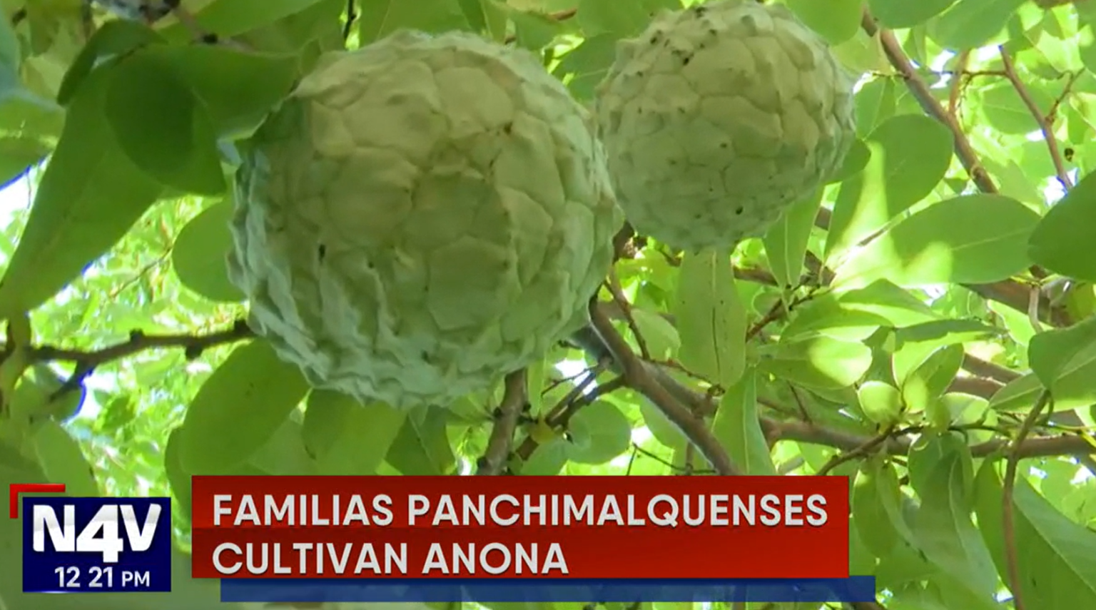 Inicia el cultivo de anonas en Panchimalco