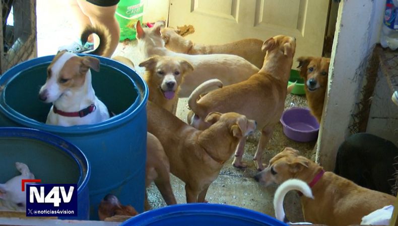 Día de la Esterilización Animal: clave para el bienestar de mascotas