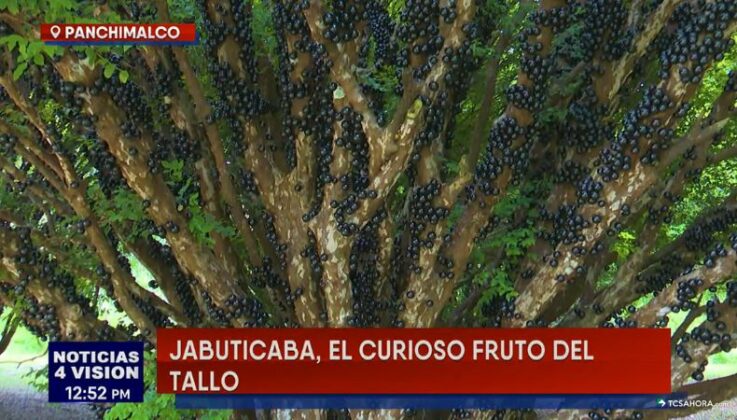 La jabuticaba: el curioso fruto que crece pegado al tronco