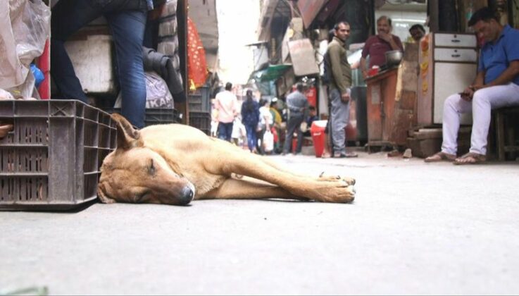 India ordena capturar a decenas de miles de perros callejeros