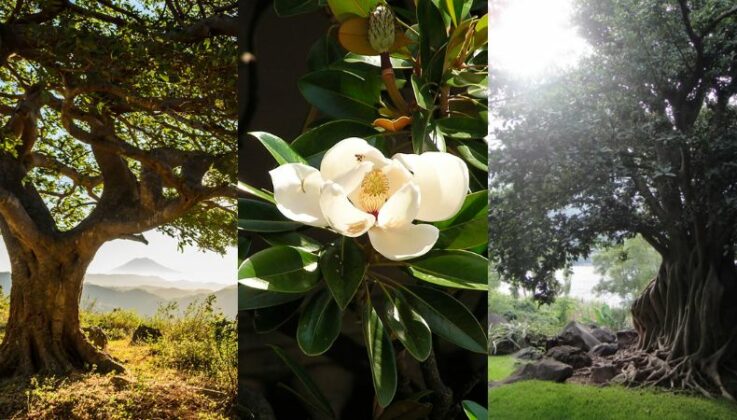 Entre raíces y espíritus: el poder oculto de la flor de amate